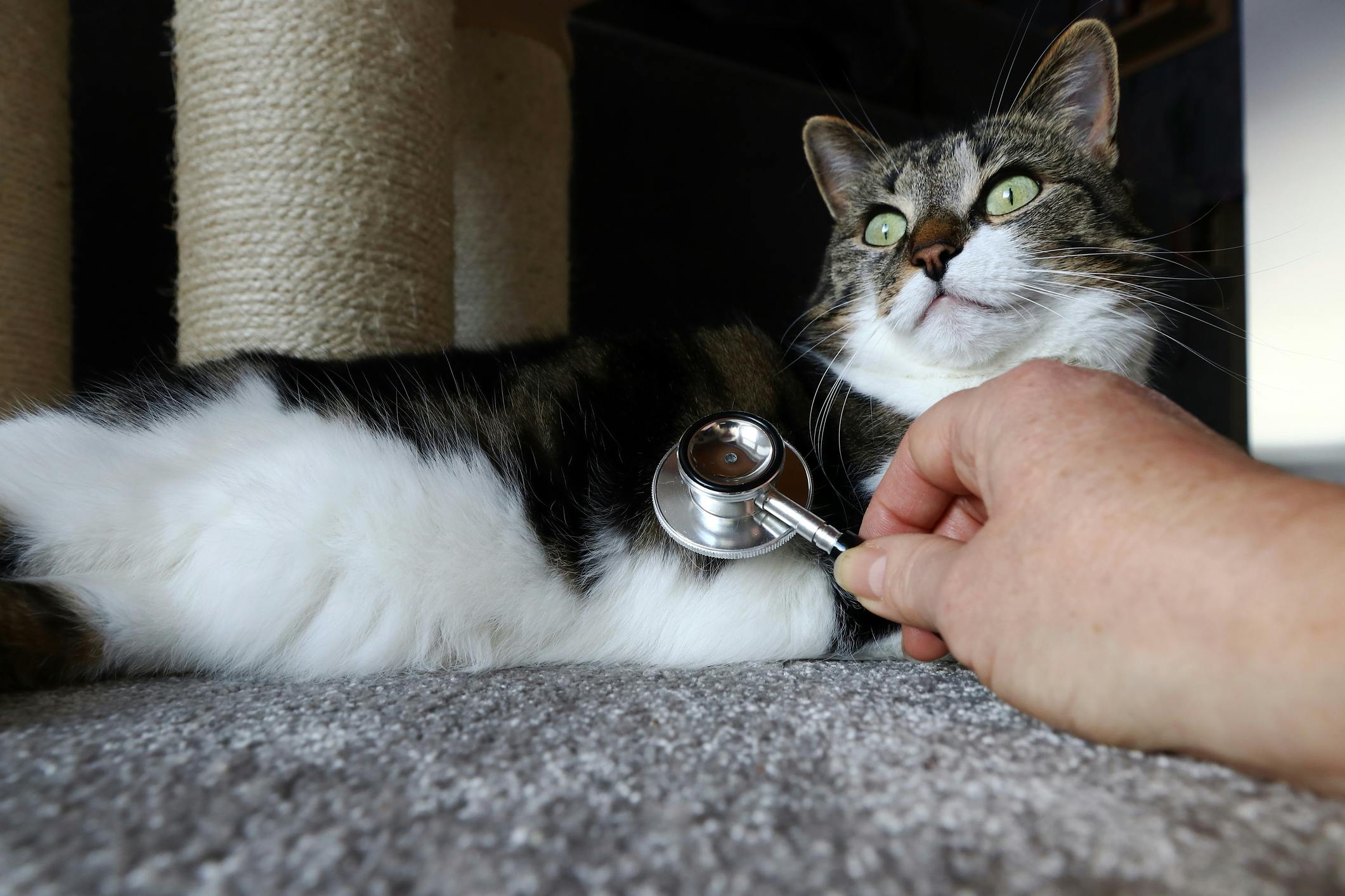 15 Ways to Get Pet Freebies For Your Furry Friends - The Krazy Coupon Lady