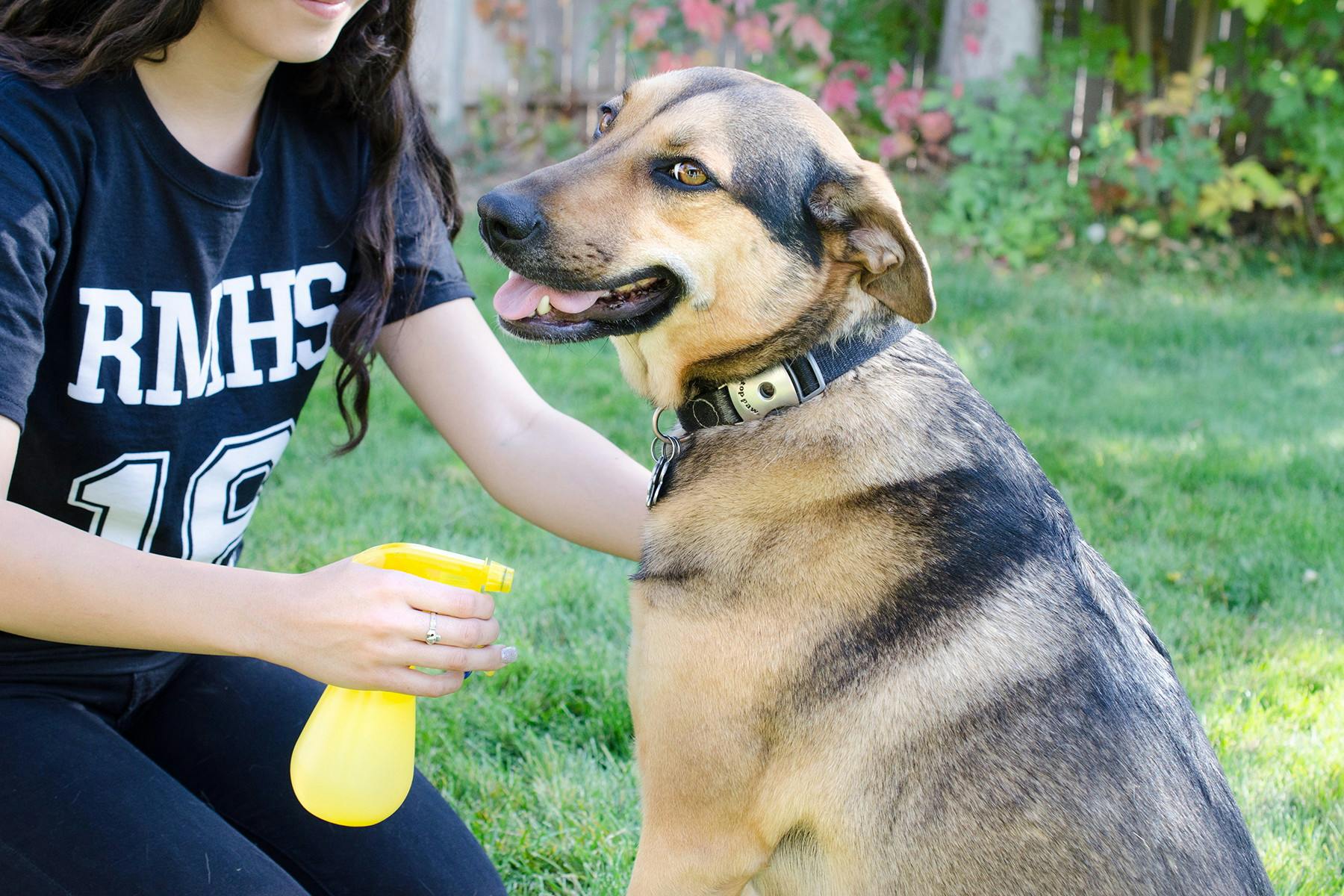 14 Brilliant DIY Dog Hacks That Owners Should Know - The Krazy Coupon Lady