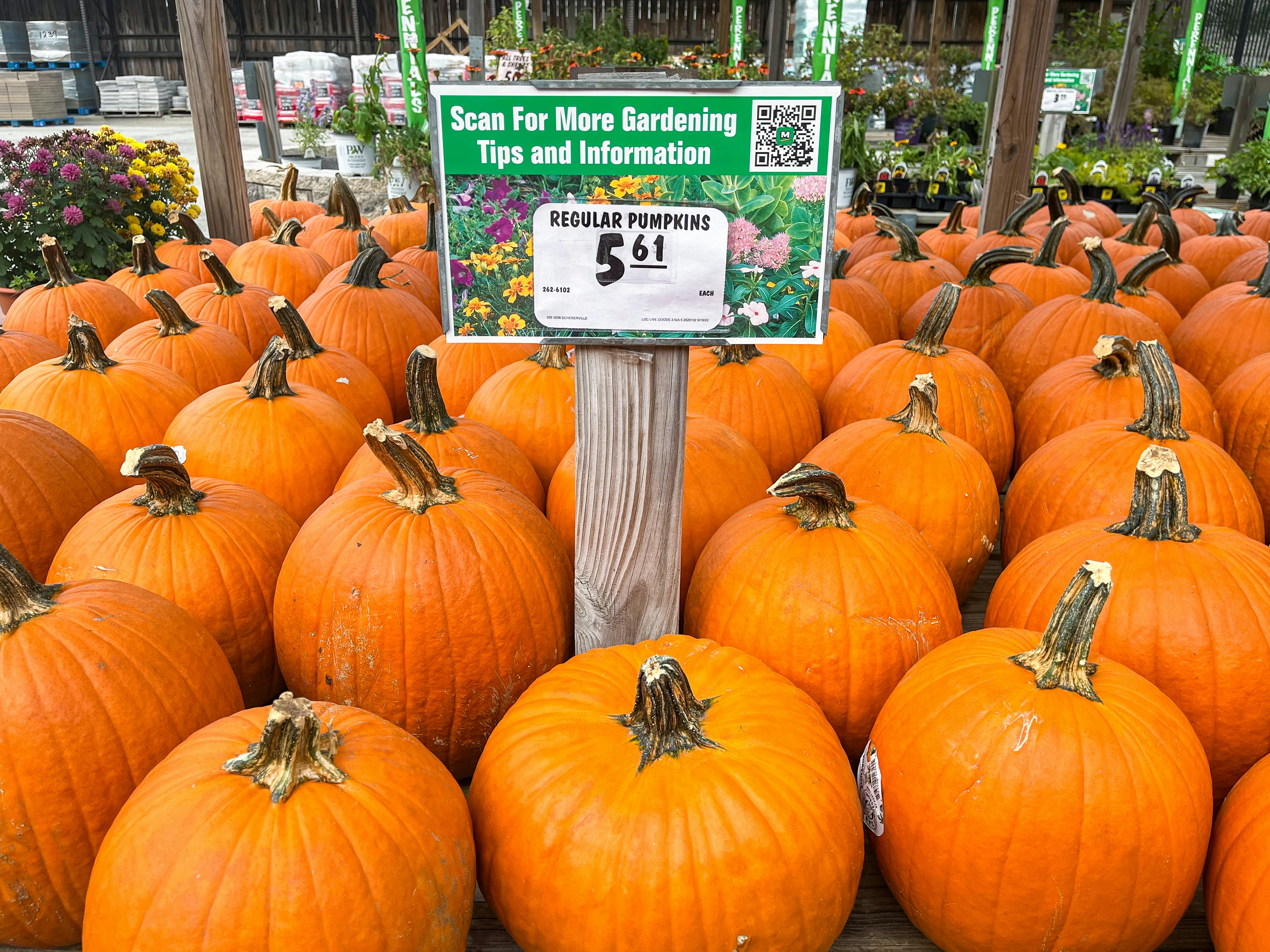 Where to Buy Pumpkins Near Me - The Krazy Coupon Lady