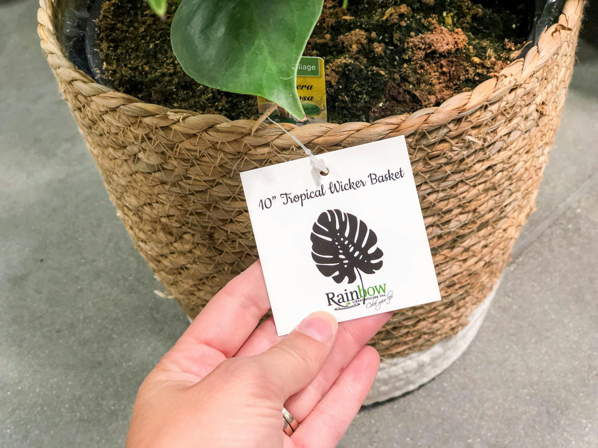 Fiddle Leaf Figs Monsteras And More 26 99 Indoor Plants At Costco fiddle-leaf-figs-monsteras-and-more-26-99-indoor-plants-at-costco