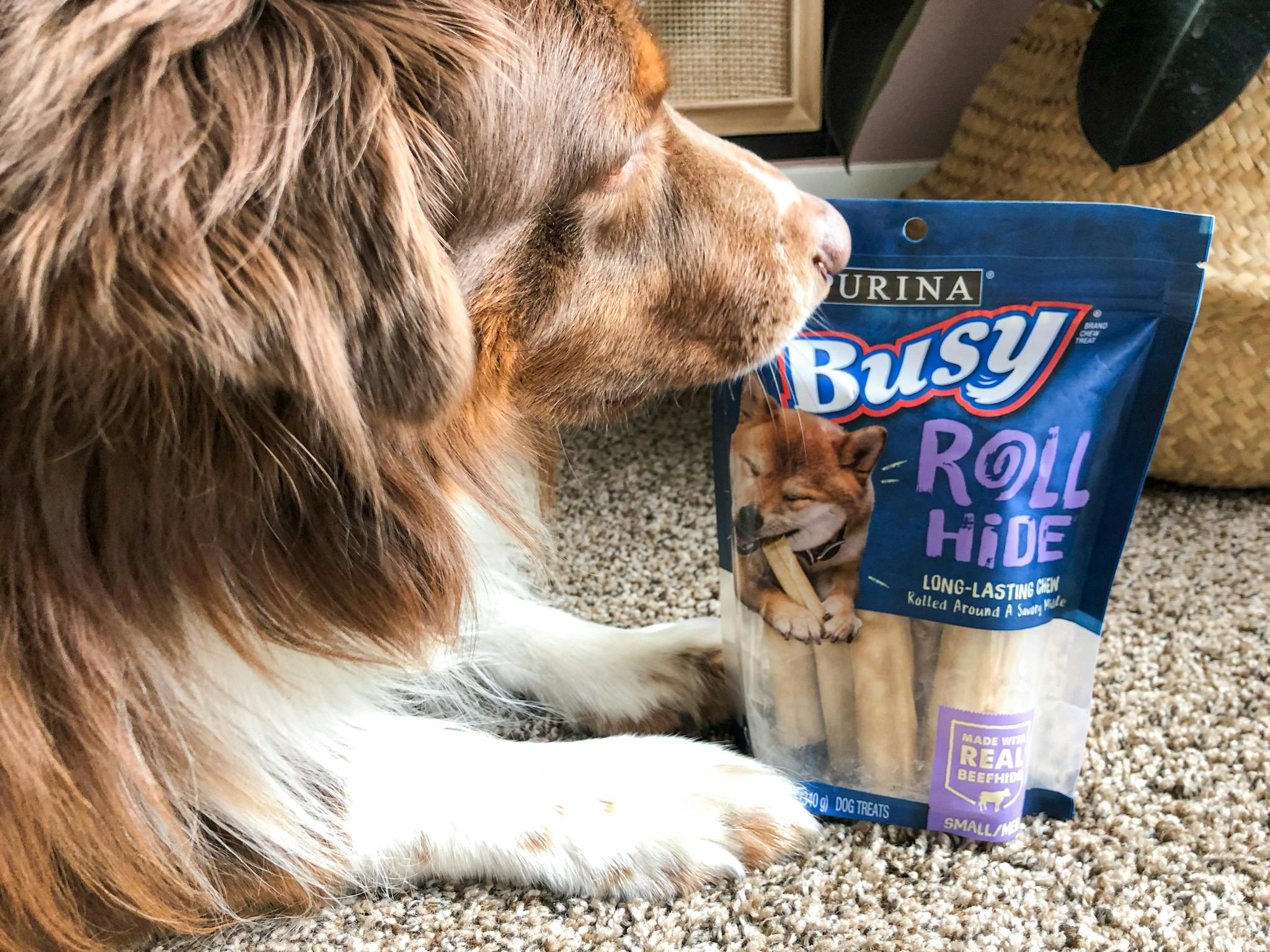 PetCo Rewards & Other Pet Programs to Save Money - The Krazy Coupon Lady