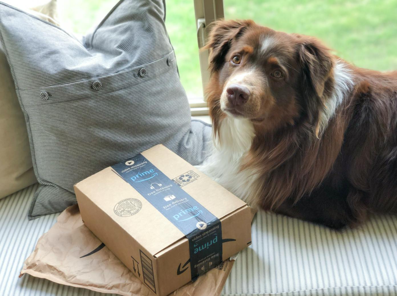 Amazon Announces First-Ever Amazon Pet Day 24-Hour Sale - The Krazy ...