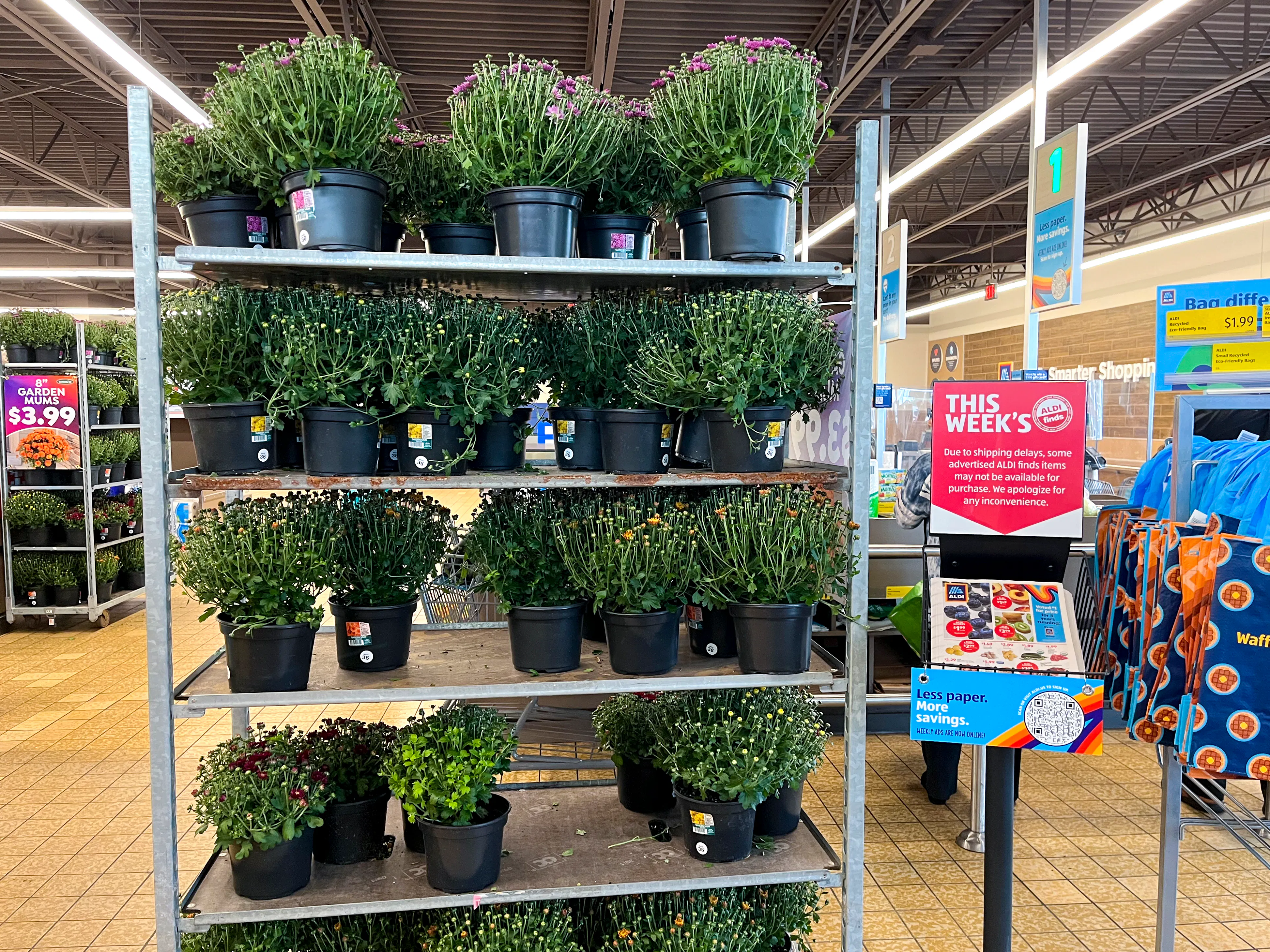 7 Cheap Places to Buy Fall Mums for 2022 - The Krazy Coupon Lady