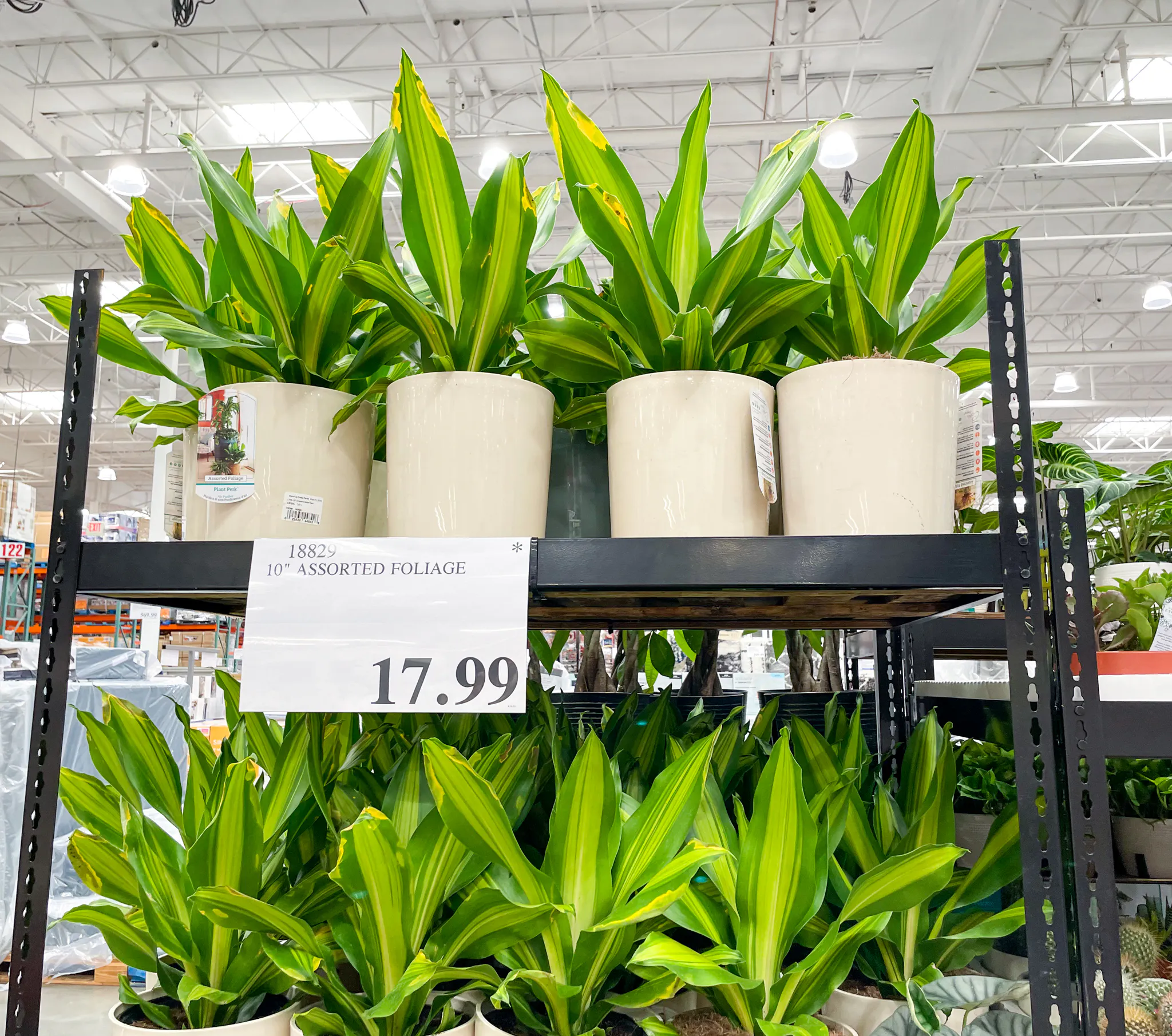 Newly Stocked Plants Mums Succulents Cacti More At Costco The Newly Stocked Plants Mums Succulents Cacti More At Costco The