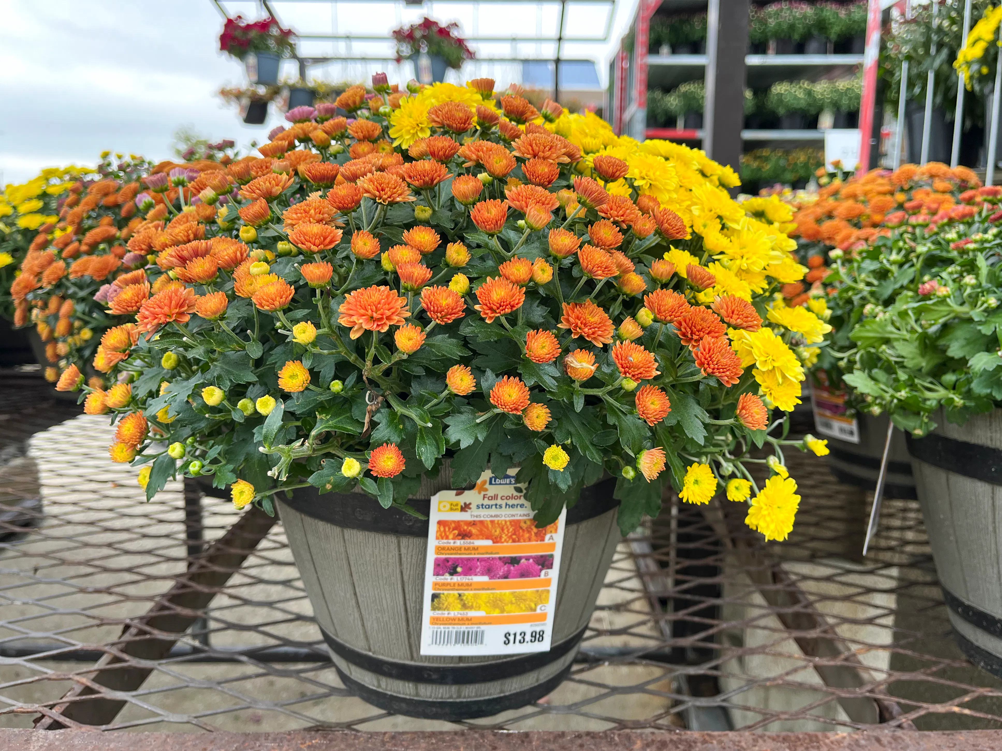 7 Cheap Places to Buy Fall Mums for 2022 - The Krazy Coupon Lady