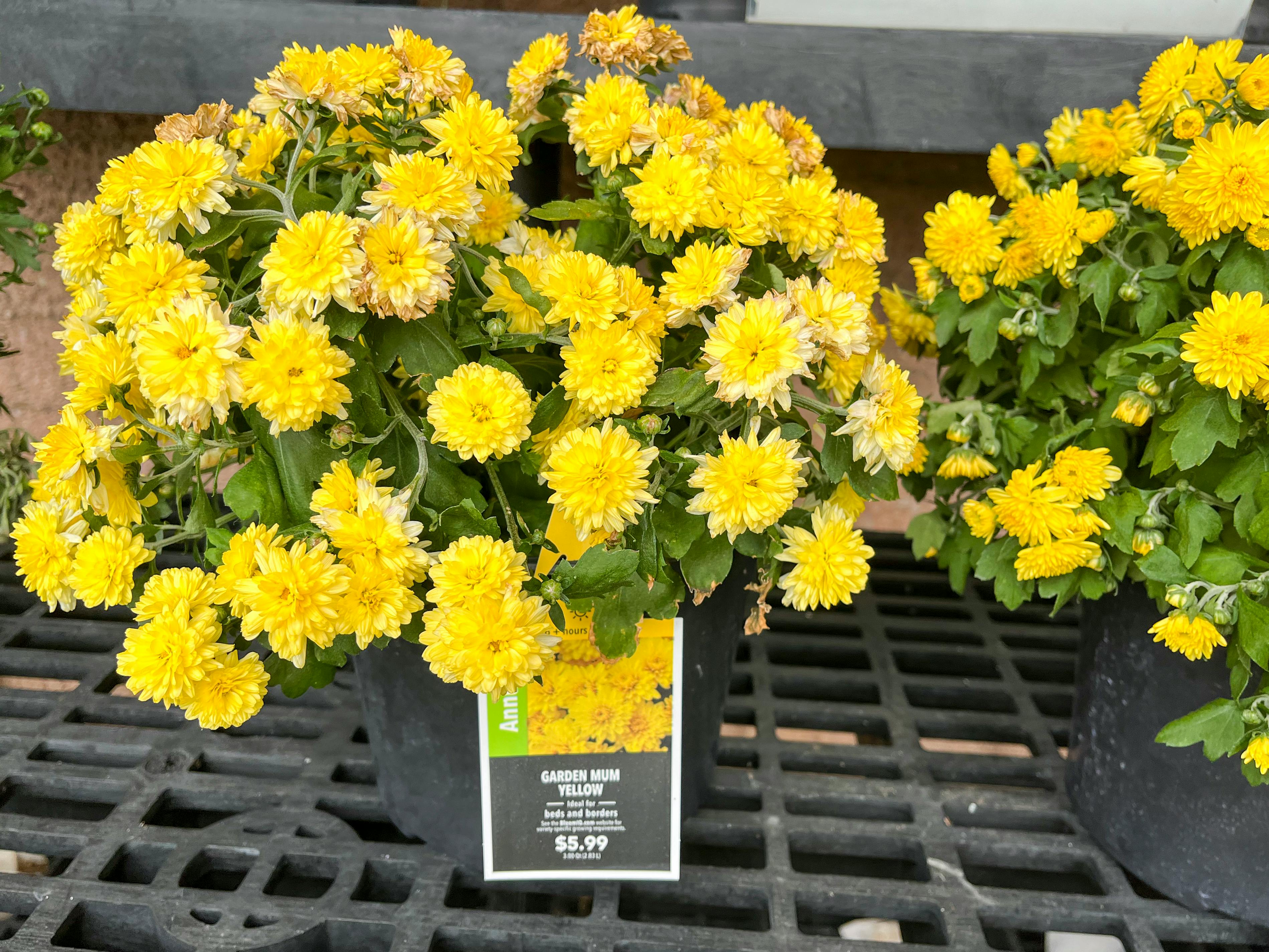 7 Cheap Places to Buy Fall Mums for 2022 - The Krazy Coupon Lady