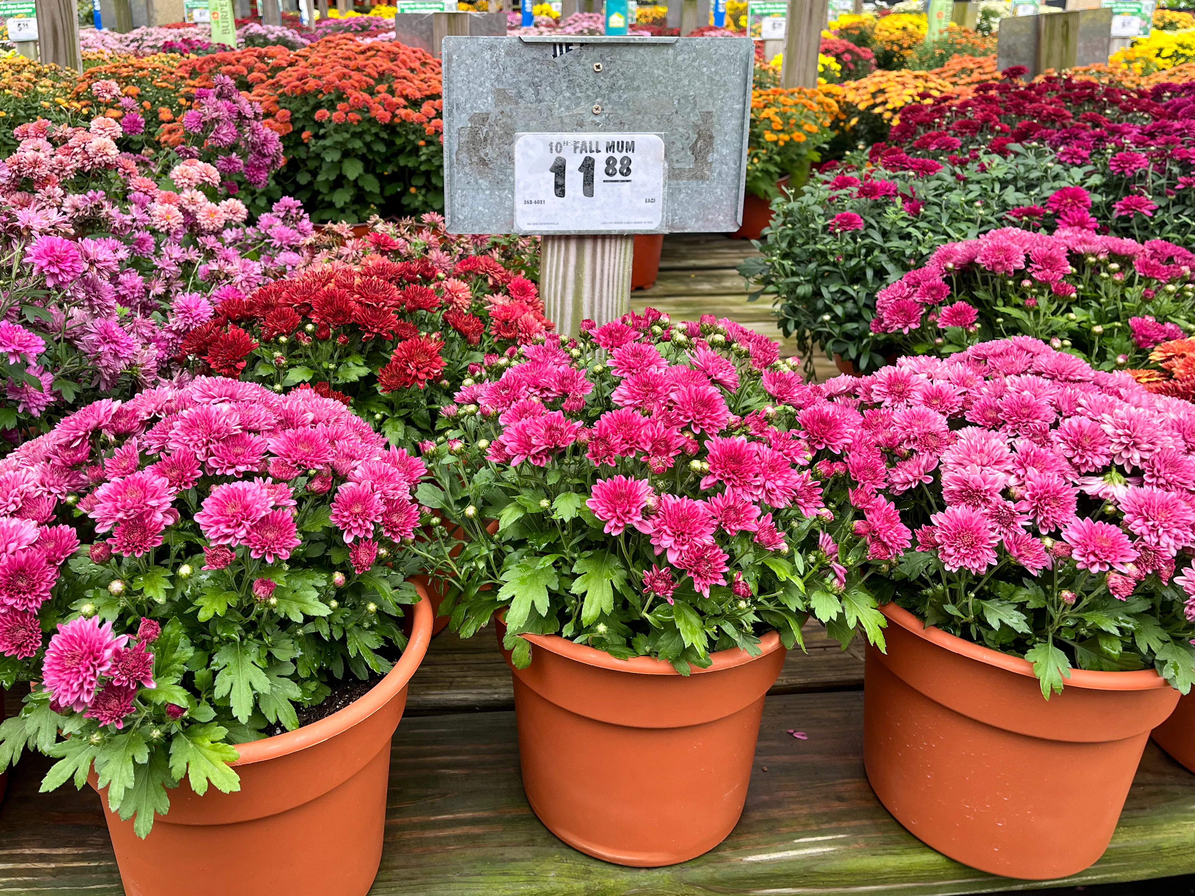 7 Cheap Places to Buy Fall Mums for 2022 - The Krazy Coupon Lady