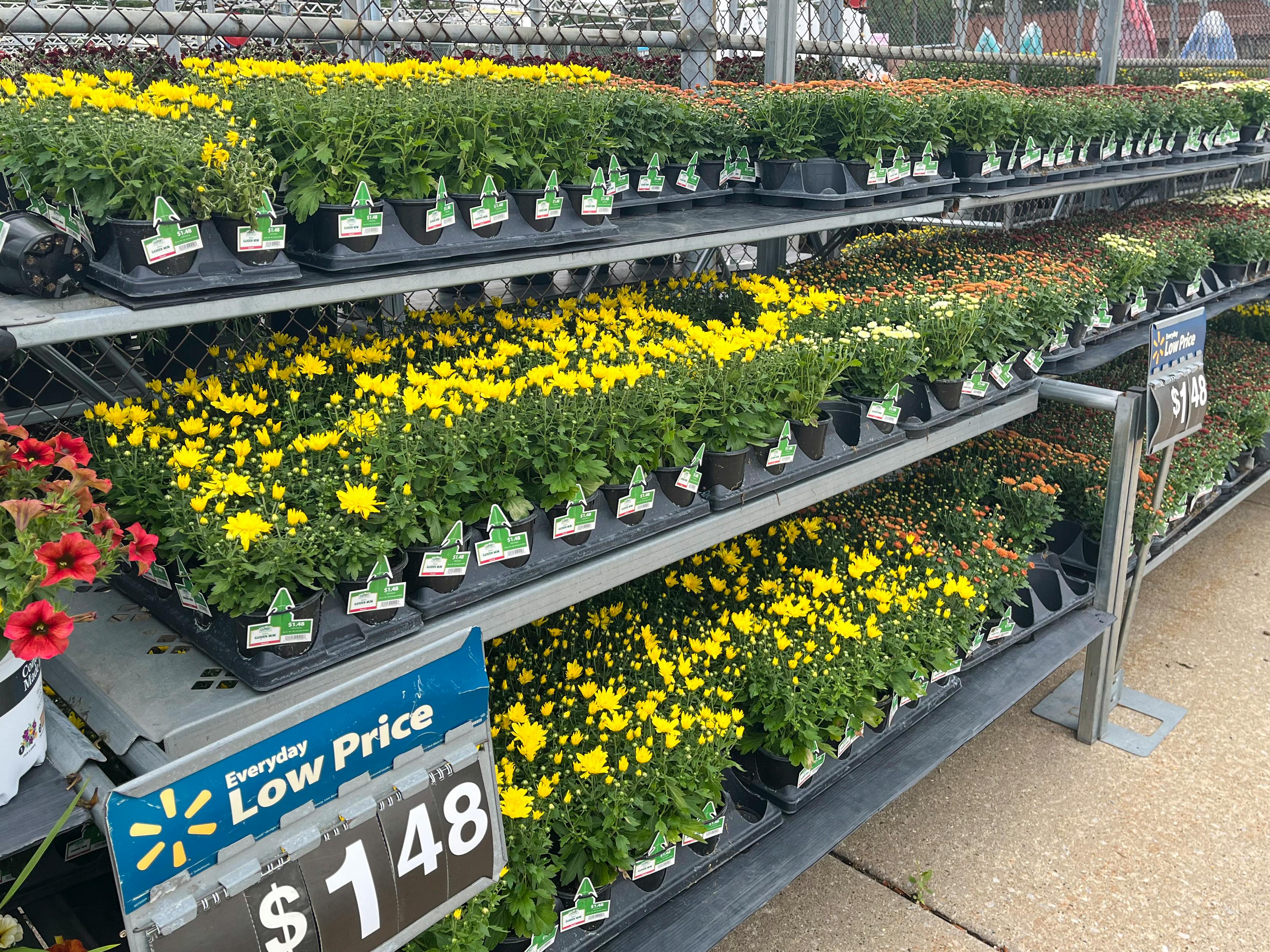7 Cheap Places to Buy Fall Mums for 2022 - The Krazy Coupon Lady
